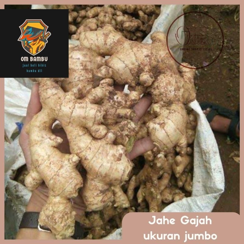 Jual JAHE GAJAH/JAHE PUTIH LOKAL/JAHE SAYUR 1Kg | Shopee Indonesia Jual JAHE GAJAH/JAHE PUTIH LOKAL/JAHE SAYUR 1Kg | Shopee Indonesia