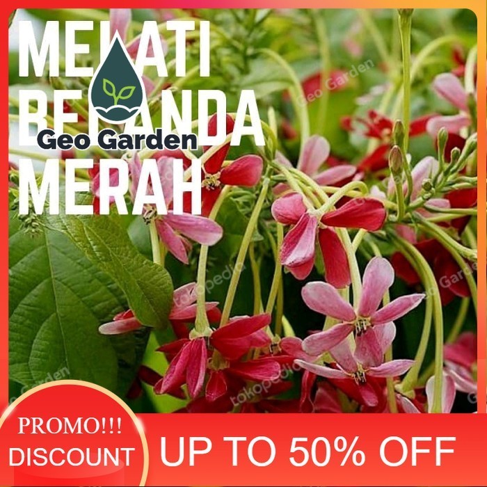 Jual tanaman bunga melati belanda | Shopee Indonesia