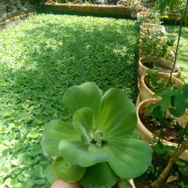 Jual Tanaman air apung kiambang kayu apu apu | Shopee Indonesia