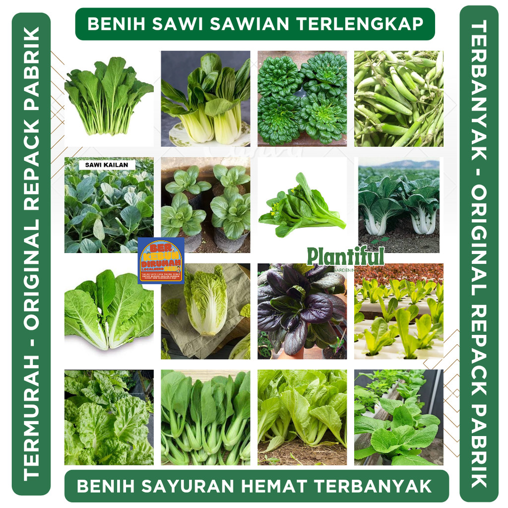 Jual Benih Sawi Sawian Tanaman Sayur Hidroponik Sawi Pakcoy Putih ...