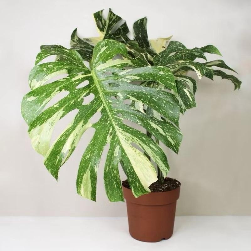 Jual Bibit bonggol monstera Thailand (monthai variegata) | Shopee Indonesia