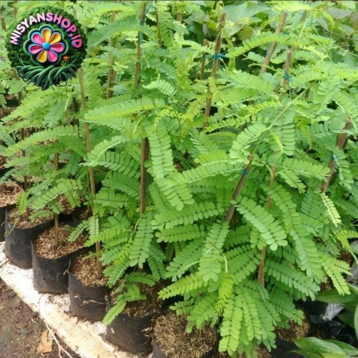 Jual tanaman herbal daun saga obat herbal tanaman asli sogok tunteng ...
