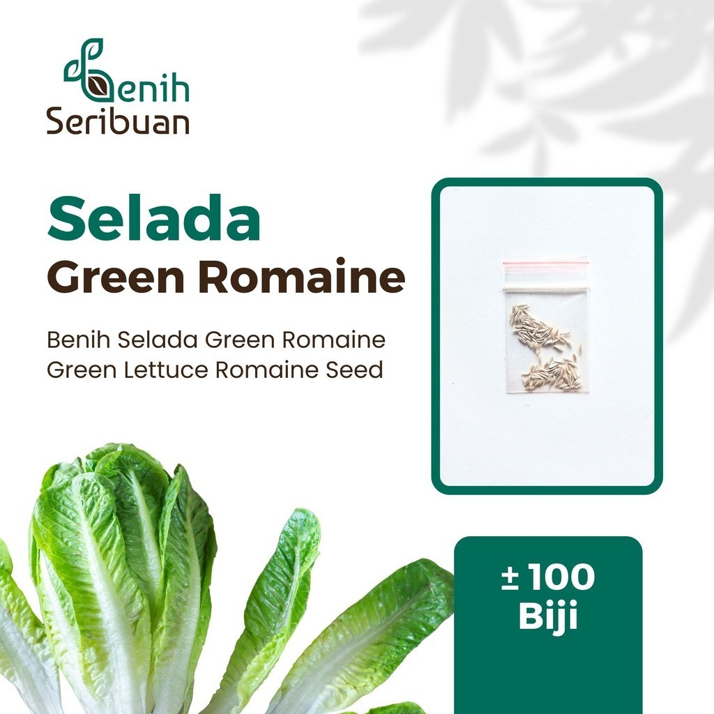 Jual Benih Seribuan - 100 Benih Sayuran Selada Green Romaine Unggul | Shopee Indonesia
