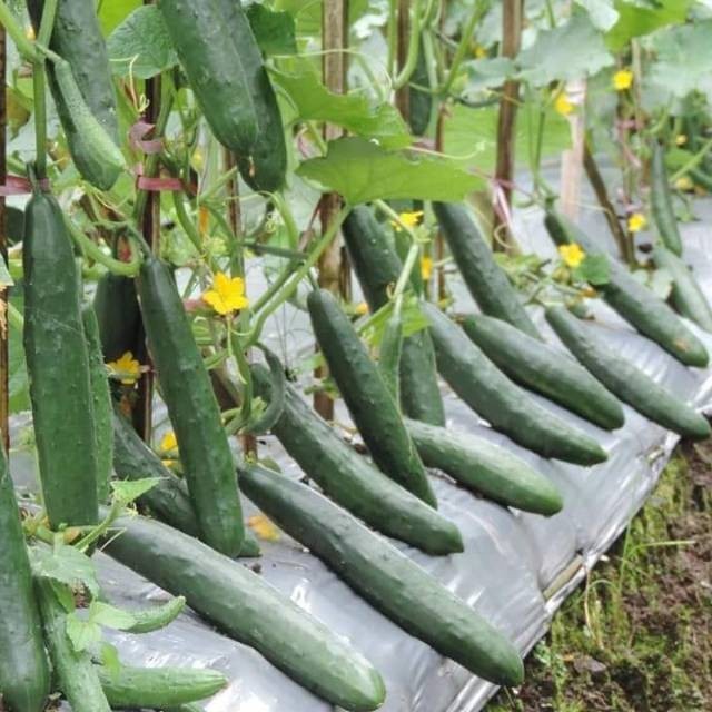 Jual Melar Farm - 5 Bibit Sayuran Timun Jepang F1 Hibrida | Shopee ...