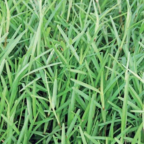 Jual Benih bibit rumput steno - 500 gram Benih rumput pakan ternak ...