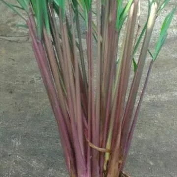 Jual bibit sereh merah/tanaman sereh wangi 1kg pengusir nyamuk - 1kg ...
