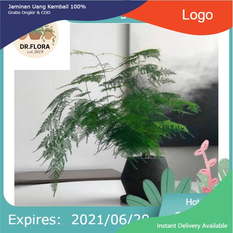 Jual (PROMO) ( BISA COD ) Tanaman Hias Asparagus Plumosus - Tanaman ...