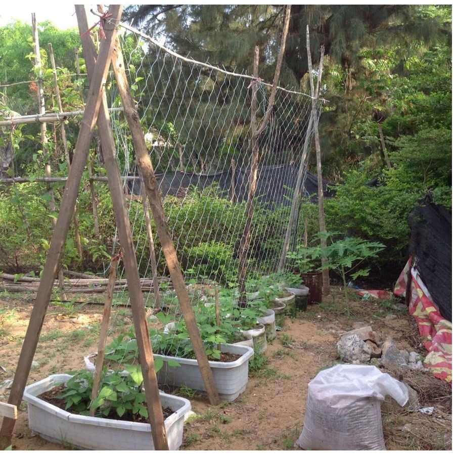 Jual Jaring Tanaman Rambat Plants Climbing Net Polyester 1.67x10 Meter ...