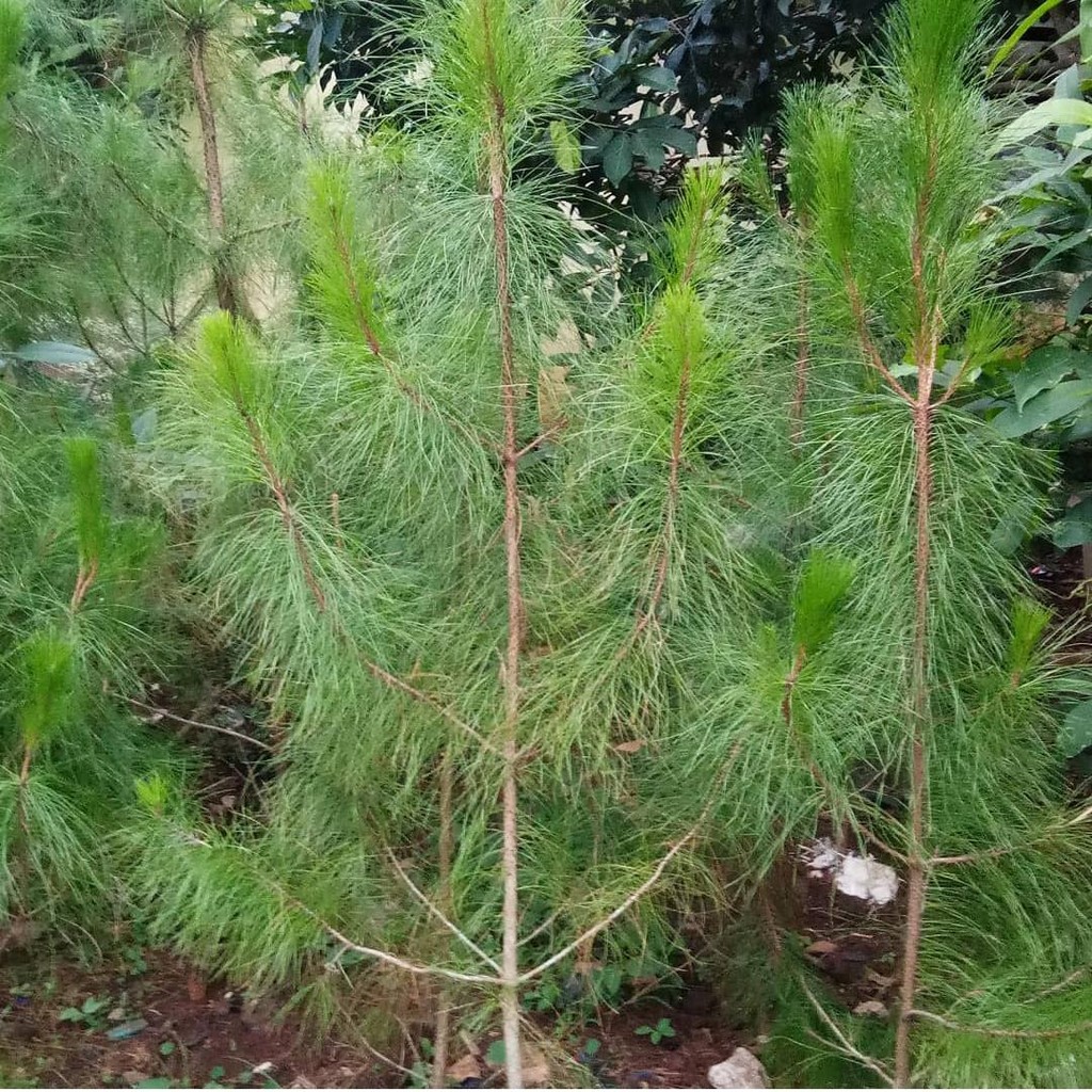 Jual Pohon Cemara Pinus - Tanaman Pohon Cemara Pinus Tinggi 1 Meter ...