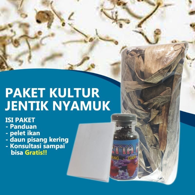 Jual paket kultur jantik nyamuk Encu untuk pakan ikan cupang | Shopee ...