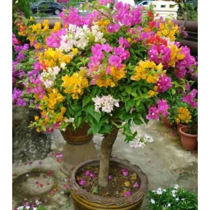 Jual promo..!!tanaman hias pohon bunga bouhenville/pohon bunga bugenvil ...