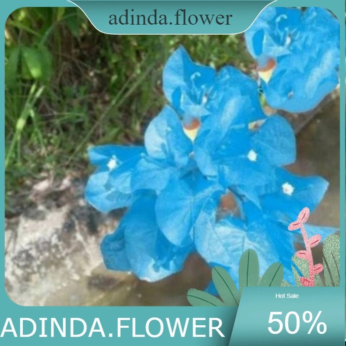 Jual Tanaman hias bugenvile bunga kertas/bibit bugenvil bunga biru Ayy ...