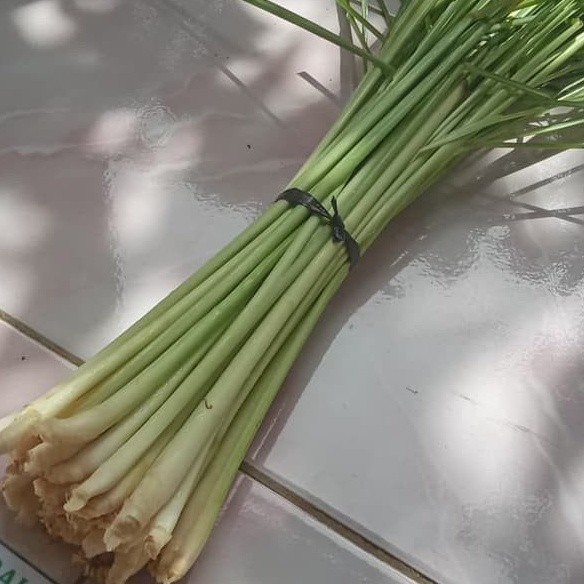 Jual Sereh hijau - sereh masak - serai masak 500 gram | Shopee Indonesia