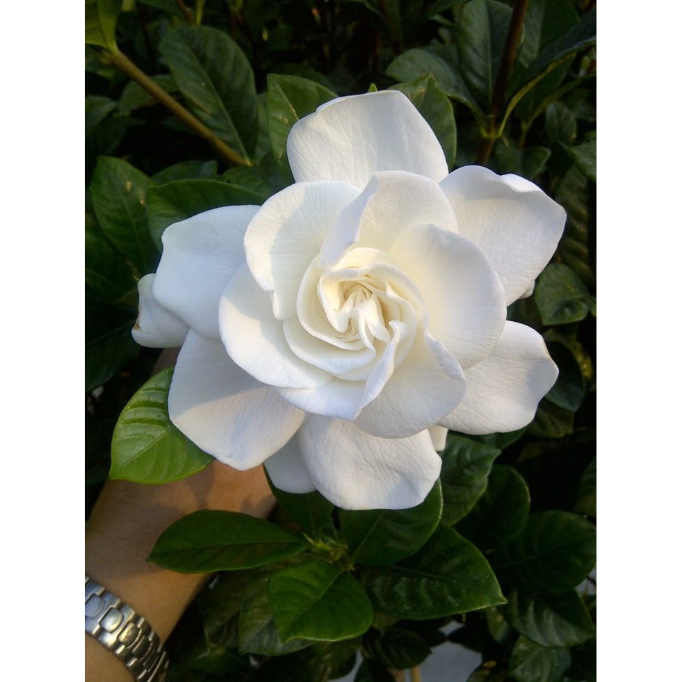 Jual Tanaman Hidup Bunga Ceplok Piring (Gardenia Jasminides) Kios Bunga ...
