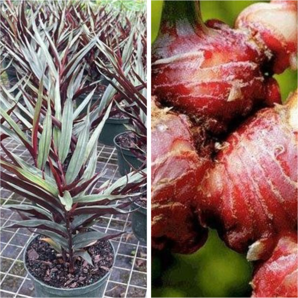 Jual Tanaman Toga Jahe Merah "Red-Back Bamboo Ginger" Kios Bunga Galaxy ...
