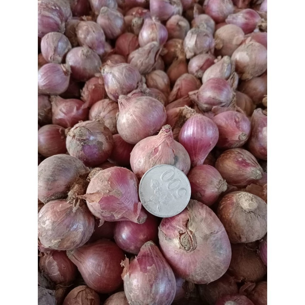 Jual Bawang Merah Super Pentolan berat 1 kg | Shopee Indonesia