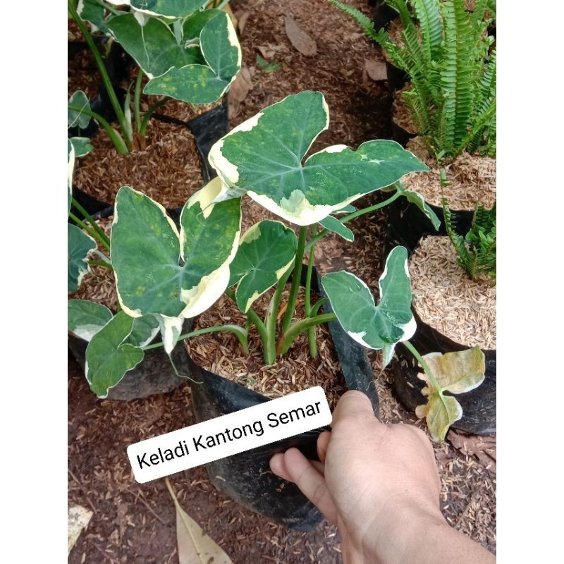 Jual ( BISA COD ) TERMURAH Tanaman Hias Keladi Kantong Semar Bibit ...