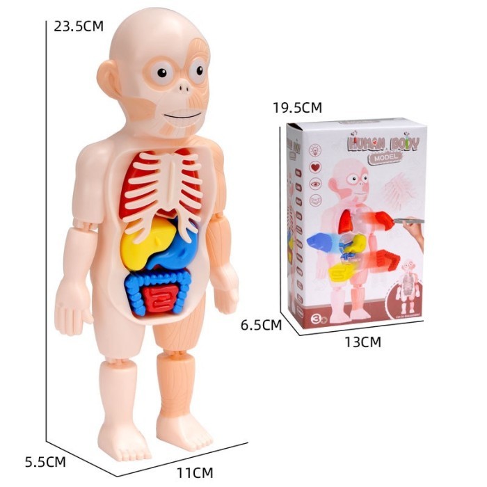 Jual Human Body Anatomy, Mainan edukasi organ anggota tubuh anak WMO ...