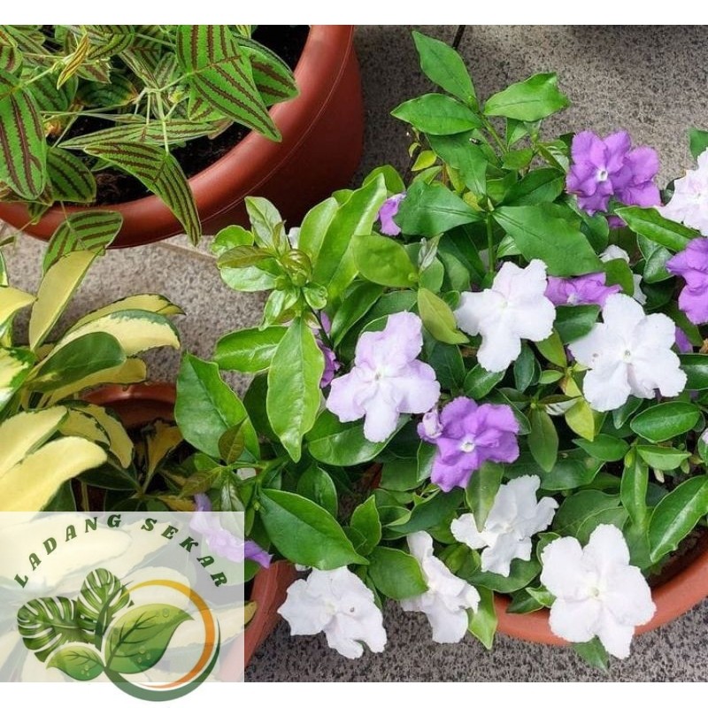 Jual SUDAH BERBUNGA Tanaman HIAS MELATI COSTA 2 WARNA BUNGA UNGU PUTIH ...
