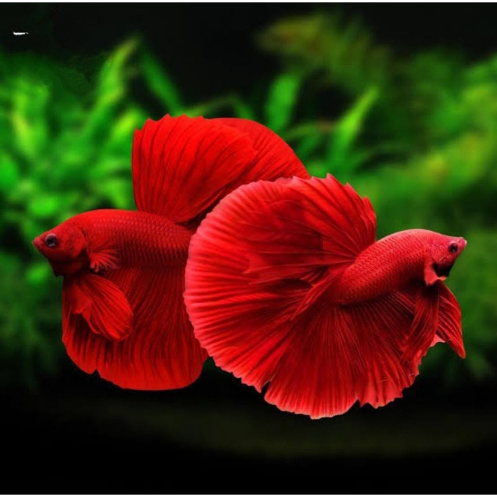 Jual ikan cupang HALFMOON super red cocok buat hiasan rumah, | Shopee ...