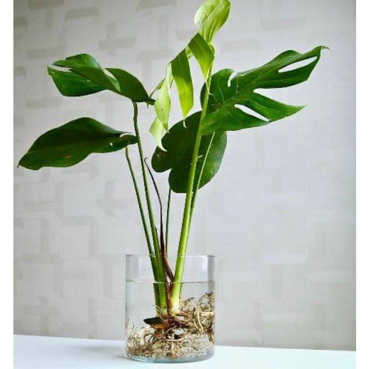 Jual ( BISA COD ) Tanaman Hias Monstera Deliciosa Hidup Di Air ...