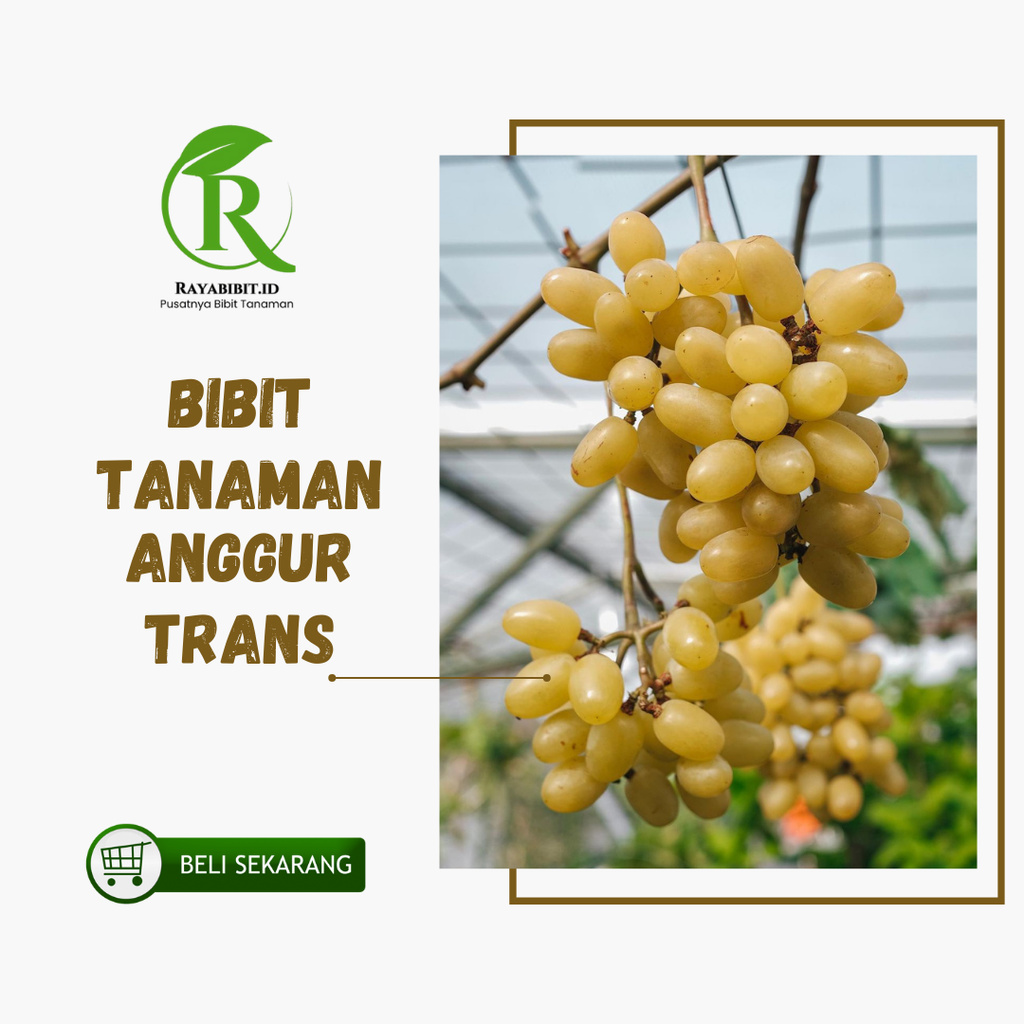 Jual bibit anggur import trans unggul | Shopee Indonesia