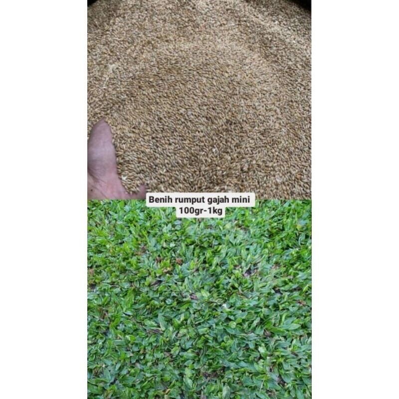 Jual PROMO!! -BENIH RUMPUT GAJAH MINI / BIJI RUMPUT 100gr / Rumput ...