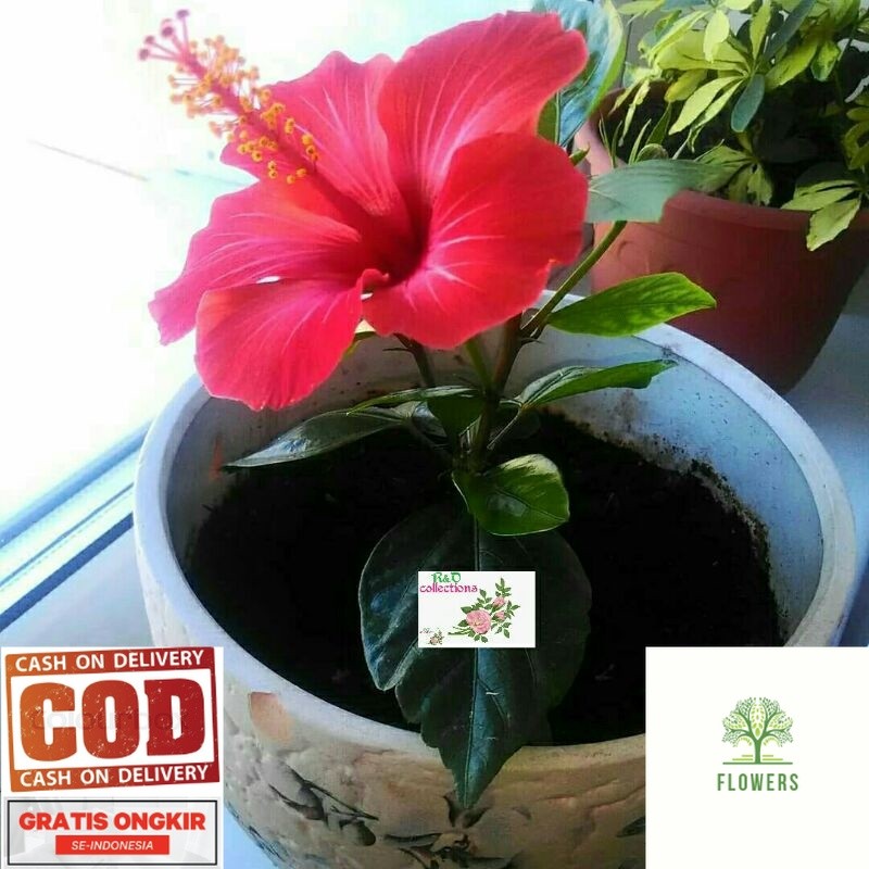 Jual Tanaman hias Hibiscus / bunga sepatu merah / Kembang sepatu merah ...