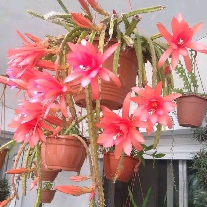 Jual tanaman hias gantung Wijaya Kusuma bunga jingga | Shopee Indonesia