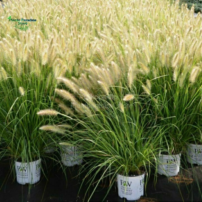 Jual Tanaman alang alang ekor kuda - tanaman fountain grass tanaman ...