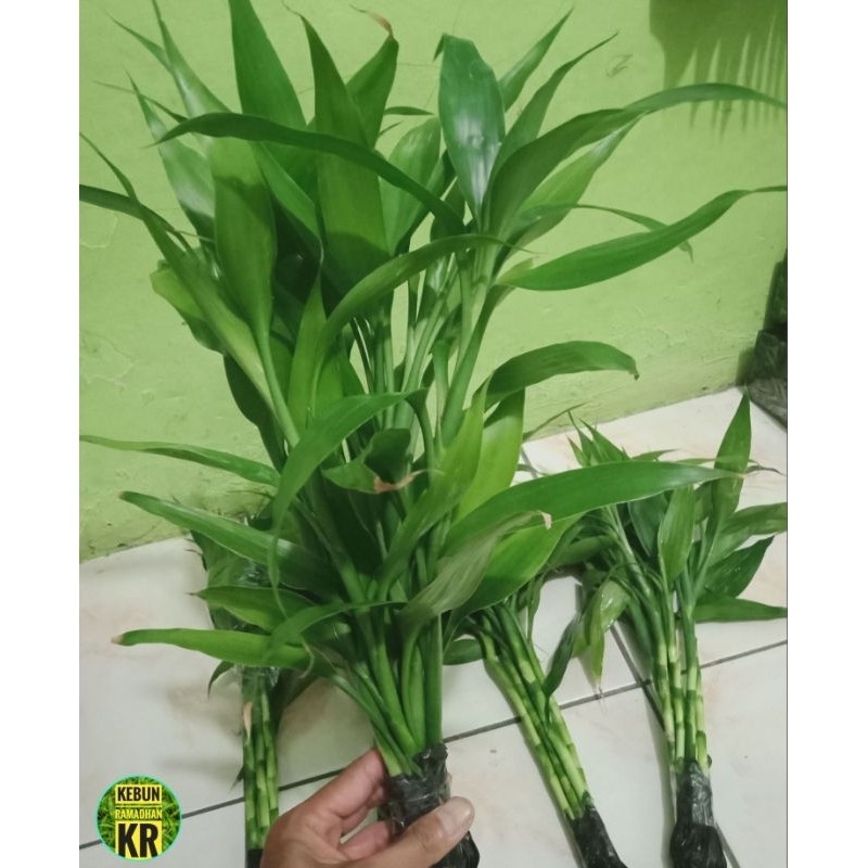 Jual Tanaman Hias [BISA COD] Isi 3 Batang Pohon Sri Rejeki//Bambu Hoki ...
