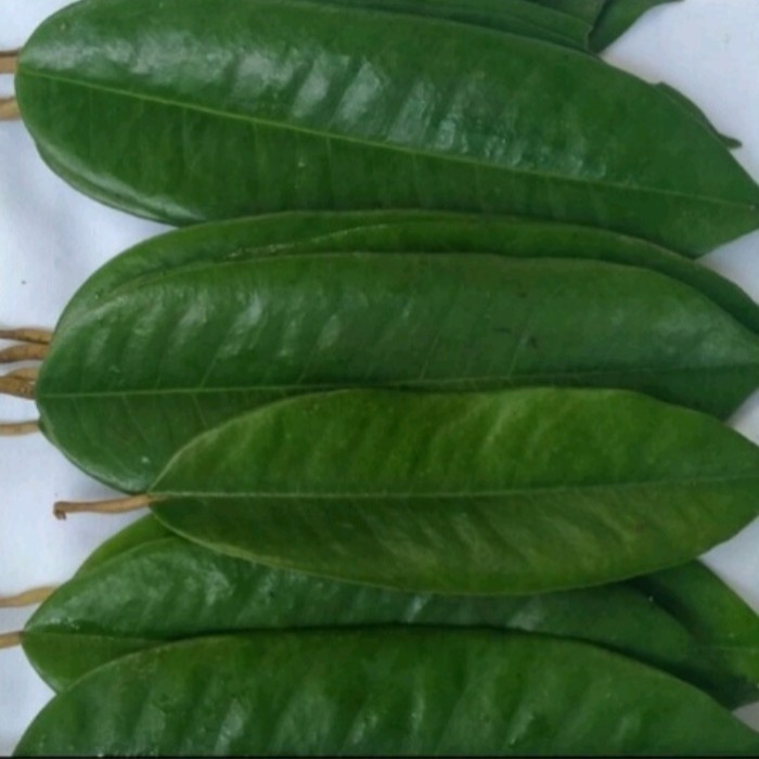 Jual peromo daun durian herbal alami fresh 100 lembar | Shopee Indonesia