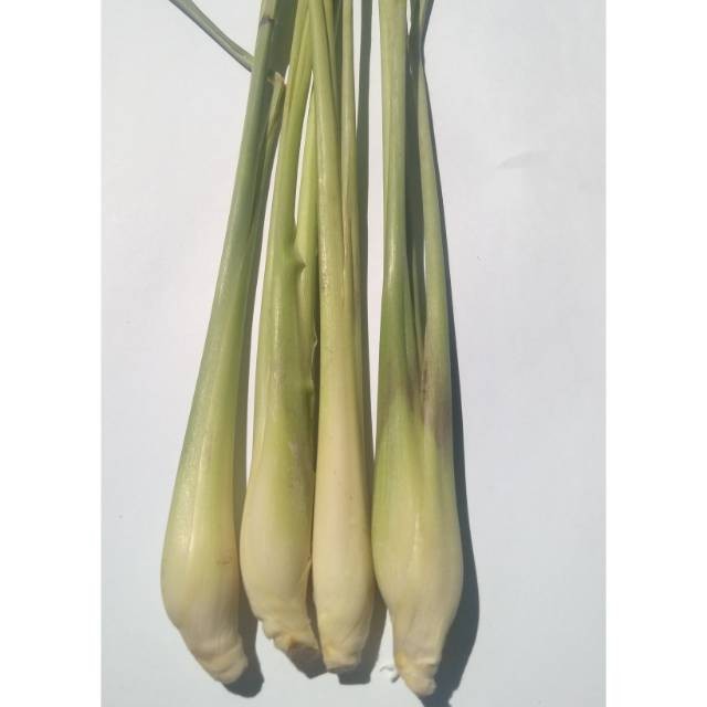 Jual SERAI / SEREH / SERAI SEGAR 1KG | Shopee Indonesia