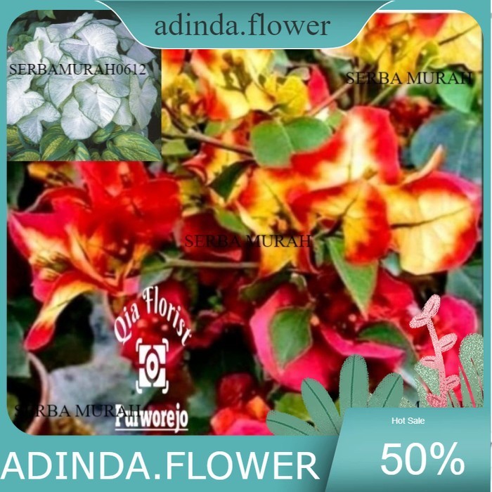 Jual PROMO!!! Tanaman BOUGENVILLE - BUGENVILE - bogenfil citra india ...