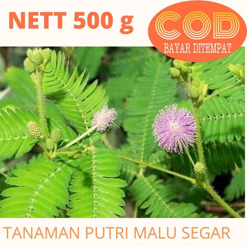 Jual Daun putri malu segar tanaman putri malu segar 500grm TERLARIS ...