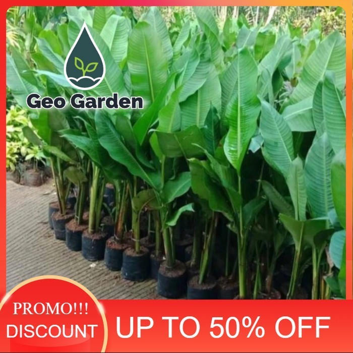 Jual tanaman pisang karibay / pisang caribai - pisang bihay | Shopee ...