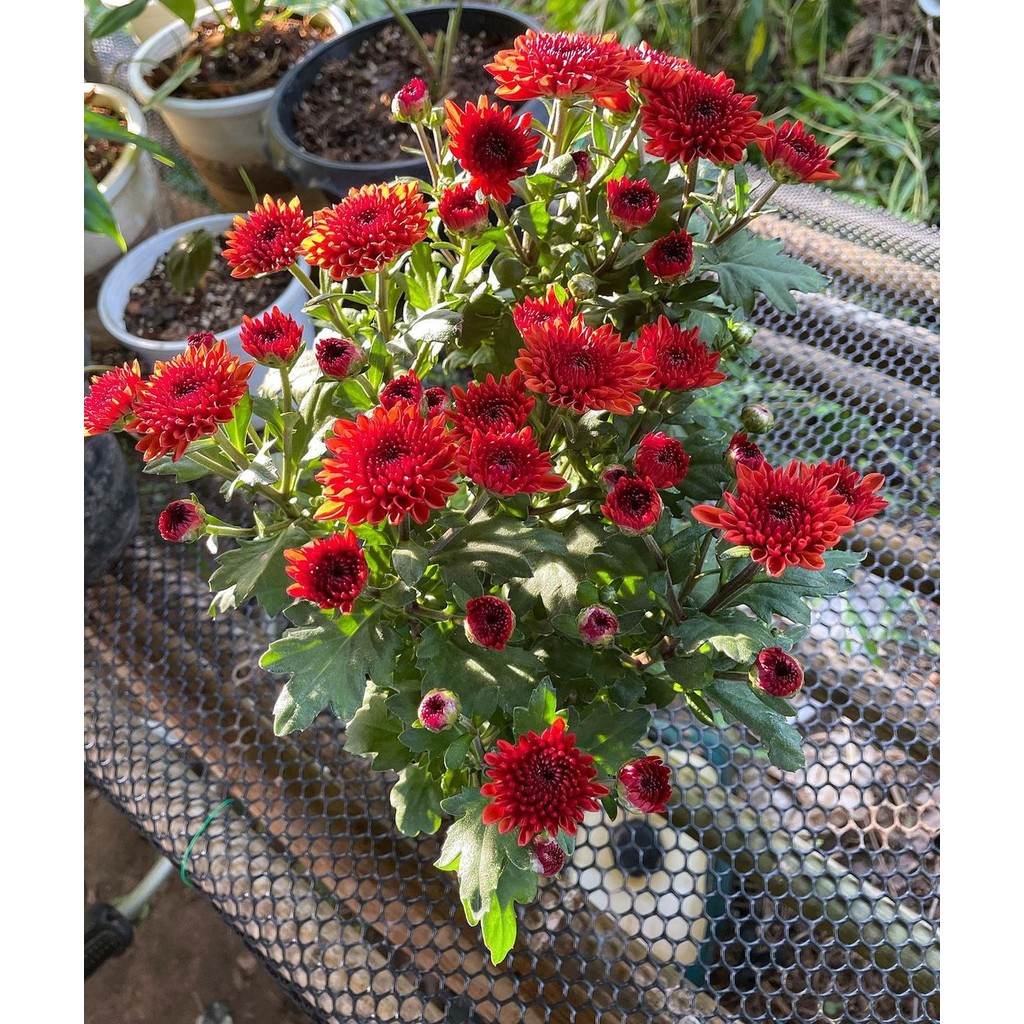 Jual SUPER TANAMAN HIDUP BUNGA KRISAN ASTER SERUNI [ BISA PILIH WARNA ...