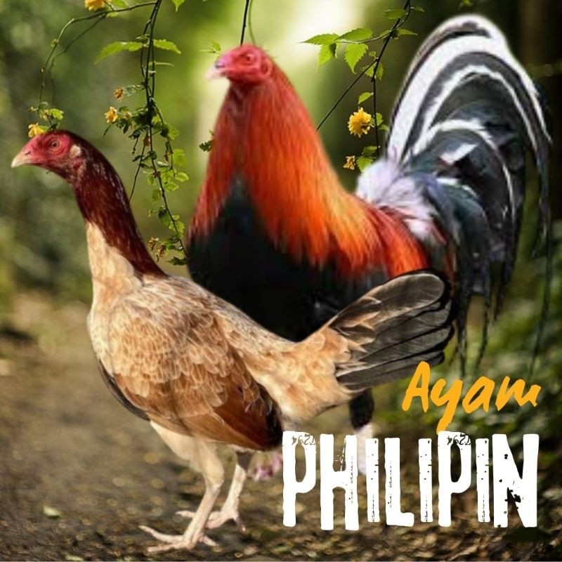 Jual telur ayam philipin import AK47 bisa untuk di tetaskan | Shopee ...