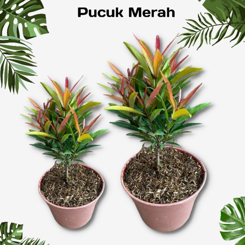 Jual Tanaman pohon Daun Pucuk Merah - Pucuk Merah 20/50 Cm | Shopee ...
