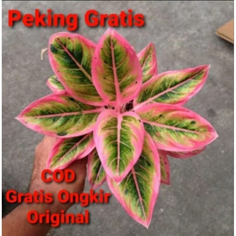 Jual Tanaman Hias Bunga Aglonema Lipstik Pink Klasik Cantik segar ...