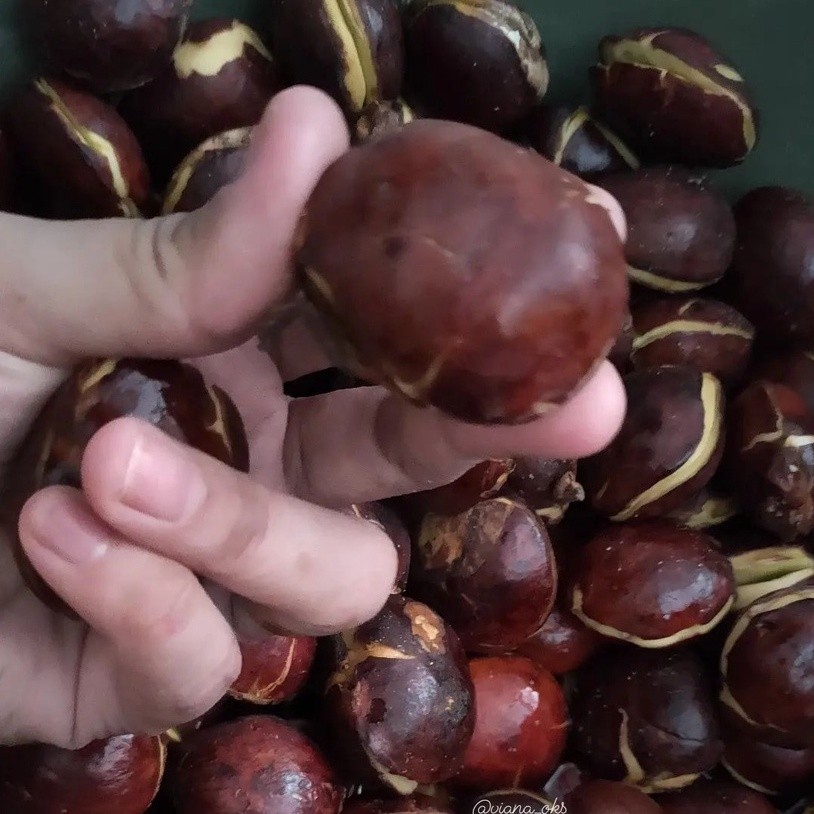 Jual Jengkol segar Joriang Jengkol 500g | Cemilan Khas Minang | Oleh ...