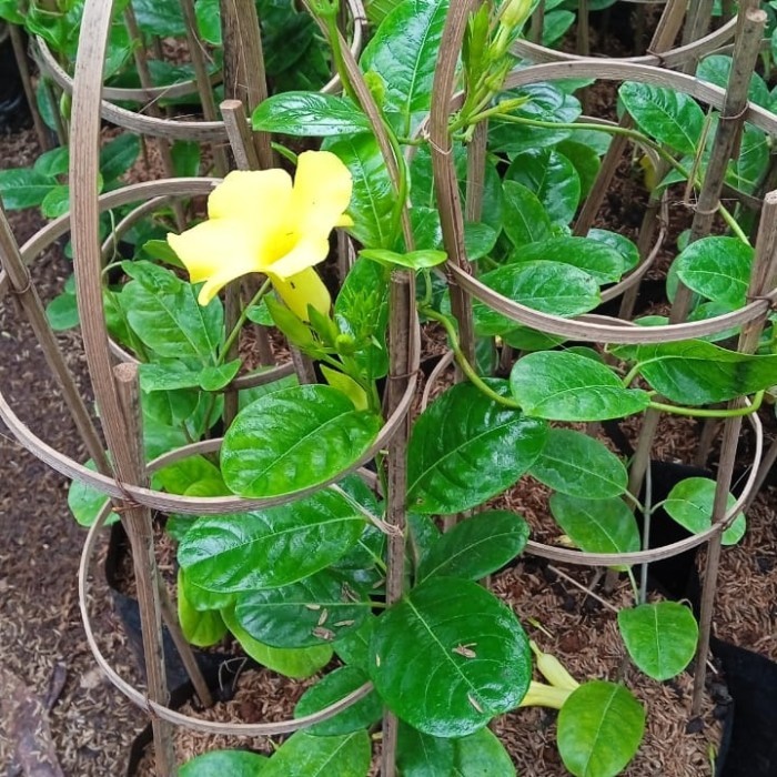 Jual tanaman rambat alamanda kuning - pohon alamanda bunga Kuning ...