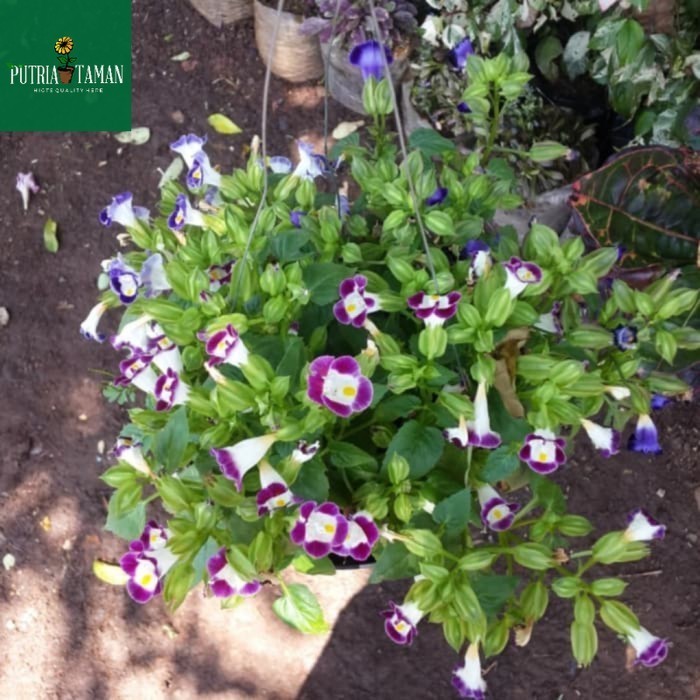 Jual Tanaman hias bunga teronia/edible flower teronia | Shopee Indonesia