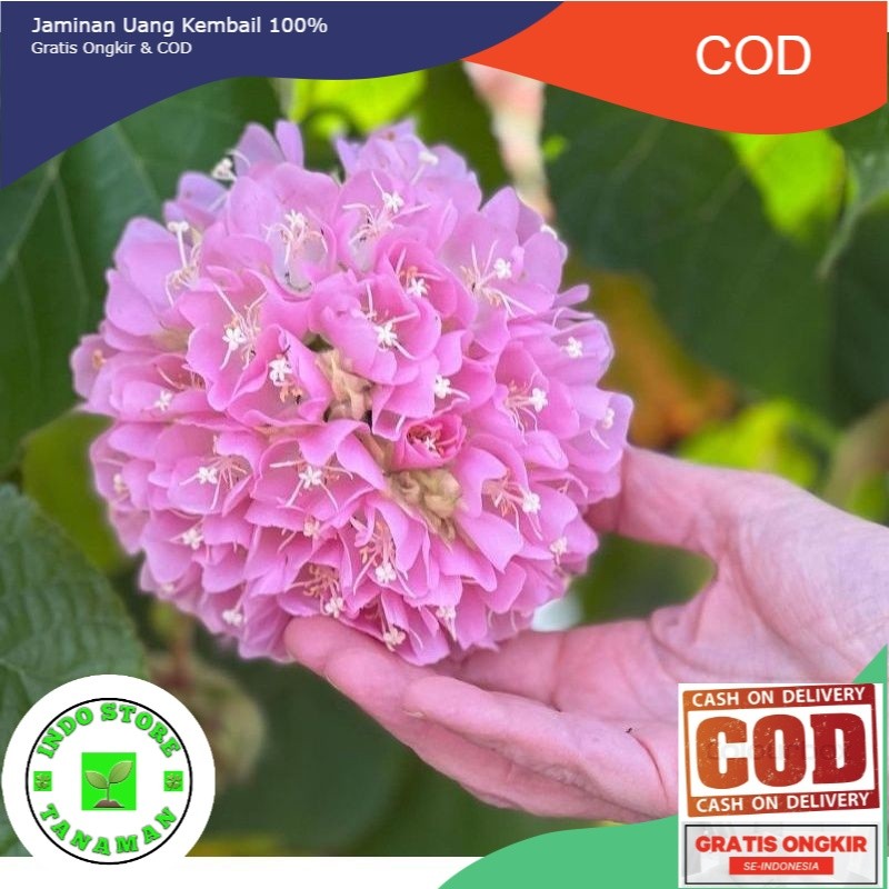 Jual NEW!!TANAMAN HIAS BUGENVIL BUNGA KERTAS//BANGKOK PINK (COD ...