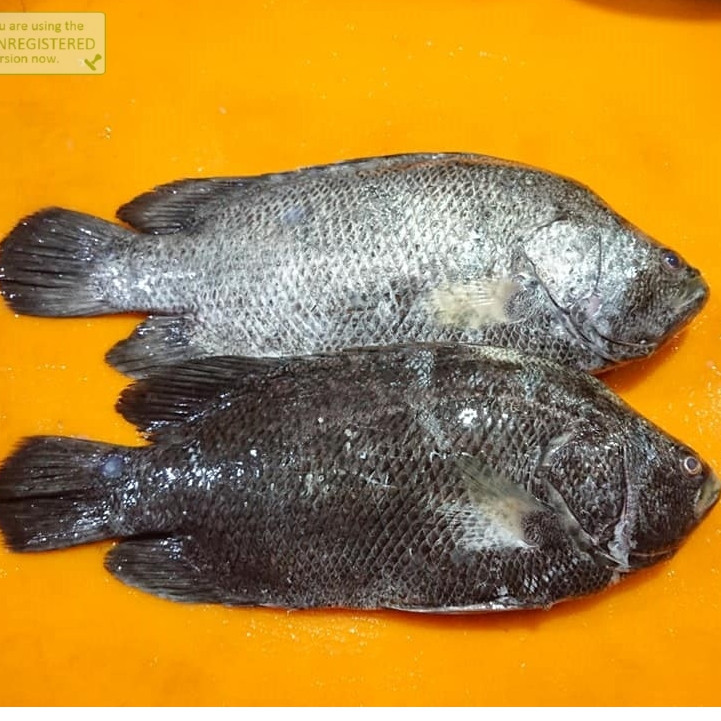 Jual Ikan Kakap Segar 1Kg Ikan Kakap Hitam Black Snnaper | Shopee Indonesia