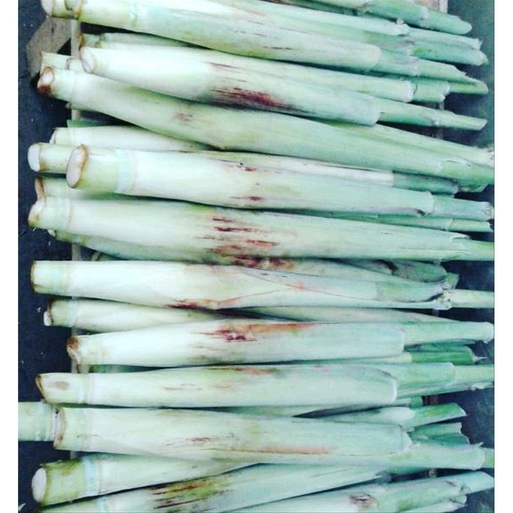 Jual New Terubuk Trubuk Turubuk Endog Tiwu Bunga Telur Telor Tebu ...