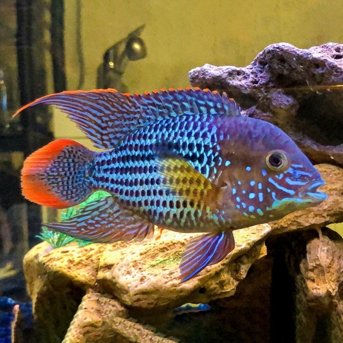 Jual Green Terror Cichlid / Gold Saum / Golsom | Shopee Indonesia