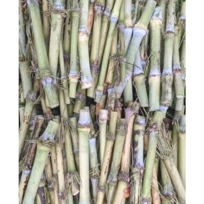 Jual Bibit tebu telor/terubuk/tebu sayur | Shopee Indonesia