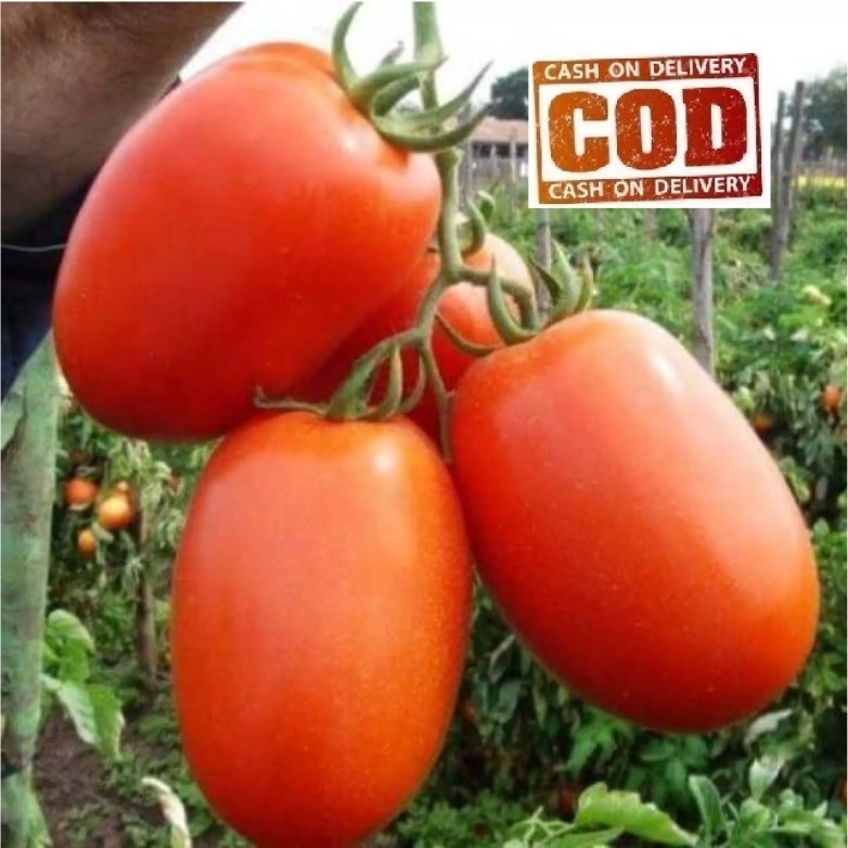 Jual TOMAT BESAR - COD - 20 Biji / Benih / bibit ( TOMAT BESAR )st ...