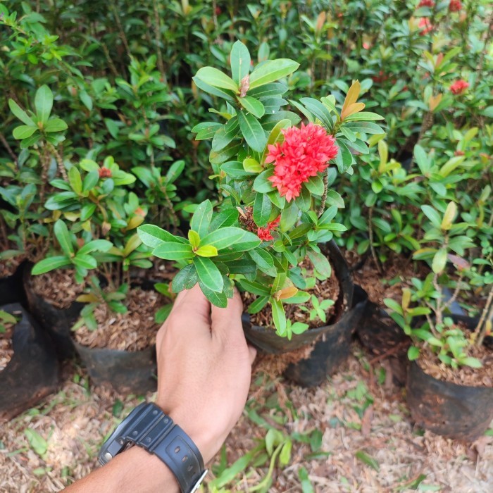 Jual tanaman asoka india - asoka india merah - pohon asoka bunga merah ...